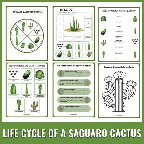 Life Cycle of a Saguaro Cactus Worksheet | Plant Science Unit Study ...