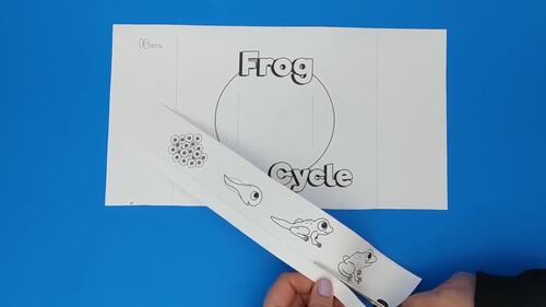 4 Life Cycle Sliders - Butterfly, Frog, Ladybug and Chicken | Science ...