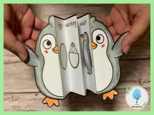 Foldable Penguin Life Cycle Learning Activity For Kids | Winter Unit Study