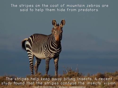 Informational Text About Mountain Zebras | TPT