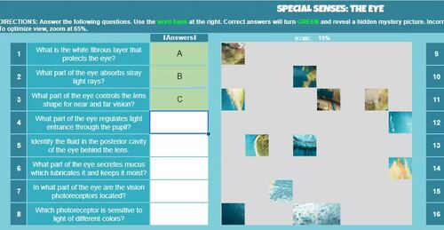 Special Senses: The Eye Mystery Picture Reveal-Nervous System Activity