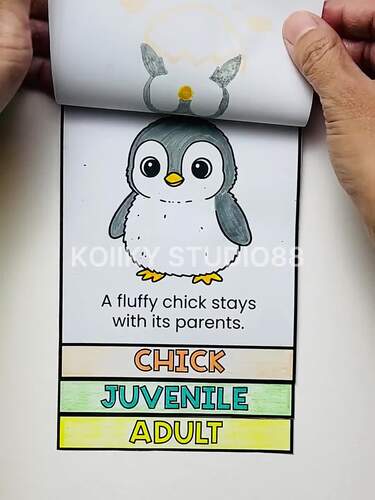 Penguin Life Cycle Worksheets (Grades 1–3) | Science, Sequencing & Writing
