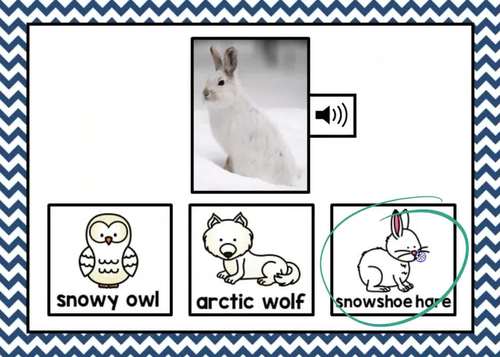 Arctic Animals Vocabulary & WH- Questions BOOM™ Cards Preschool, Sped