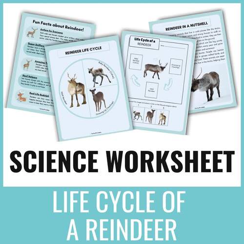 Life cycle of a Reindeer Worksheet- Caribou Winter Animal Science Unit ...