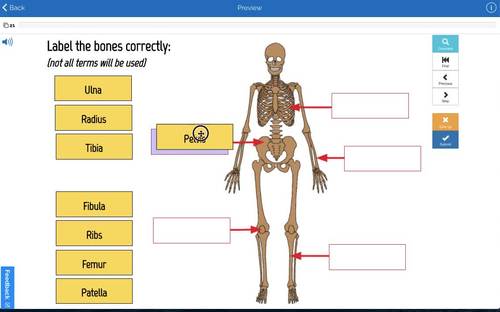 The Skeletal System BOOM Cards - Digital Interactive Task Cards | TPT