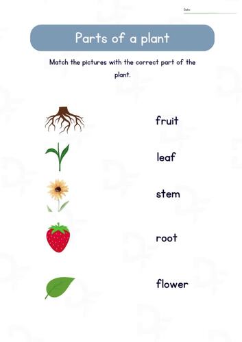 Autism Parts of Plant Worksheet For Childs by Inclusive Learning Support
