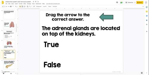 Endocrine System and Nervous System Interactive Lesson | TPT