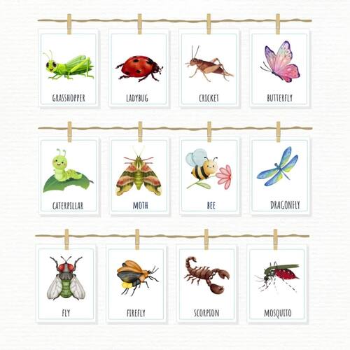 Insect Flash Cards Printable for Kids - 12 Watercolor Bugs Learning Cards