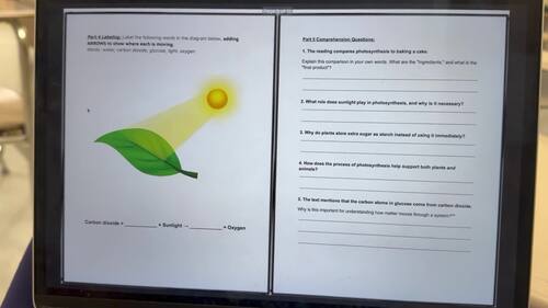 Modeling Photosynthesis & Kelp Forests _ No-Prep Science Reading ...