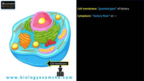 Cell as Factory Analogy Video, Worksheet, Animated Power Point and PDF ...