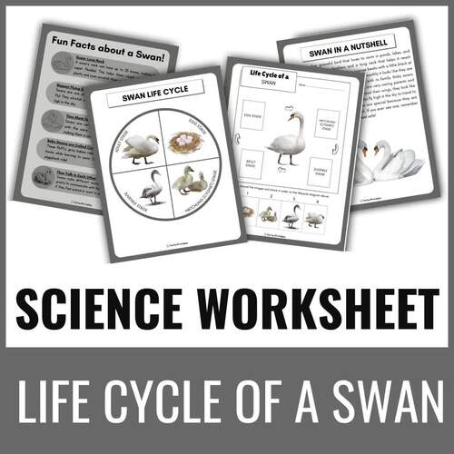 Life Cycle of a Swan Worksheet | Lifespan of a Swan Unit Study With Fun ...