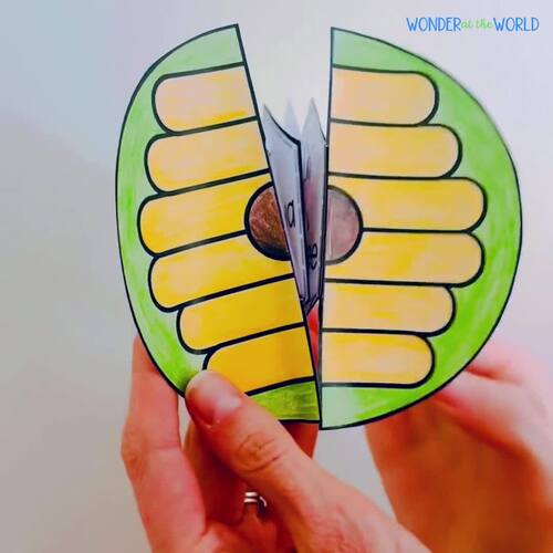 Life cycle of a honey bee insect folding sequencing activity cut and ...