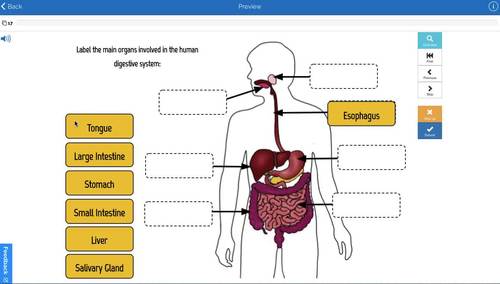 The Digestive System BOOM Cards - Digital Interactive Task Cards