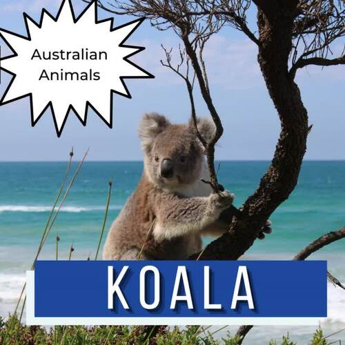 Koala | Australian Animal research page for animal reports or marsupials