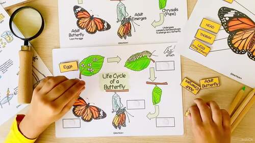 Butterfly Unit Study Monarch Life Cycle & Anatomy Charlotte Mason ...