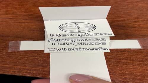 Mitosis Paper Foldable Activity - Interactive Notebooks Phases of Mitosis!