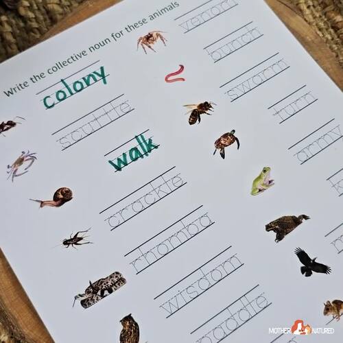 Animal Collective Nouns PACK | Collective Nouns BUNDLE| Wildlife ...