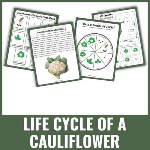 Cauliflower life cycle diagram, vegetable cut paste, matching activity ...