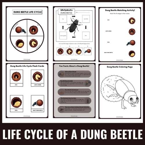 Dung Beetle Life cycle Worksheet | Insect science unit study with fun ...