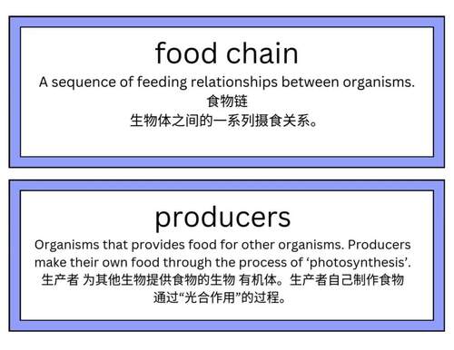 Food Chain Cards: Bilingual Resource in English and Chinese | TPT