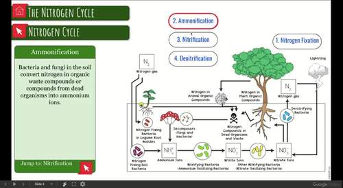 Nitrogen Cycle Interactive Diagram by Science With Mrs Lau | TPT