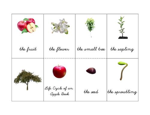 Life Cycle of Apple Tree Unit 3-Part Cards BINGO Activities Booklets ...