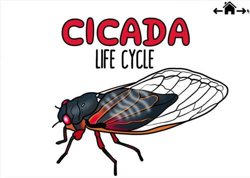 Cicada Life Cycle Boom Cards™ - Language Activities by Pear Tree Speech