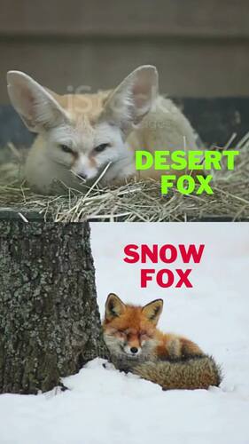 Population and Community Ecology PowerPoint, Notes & AP Review ...