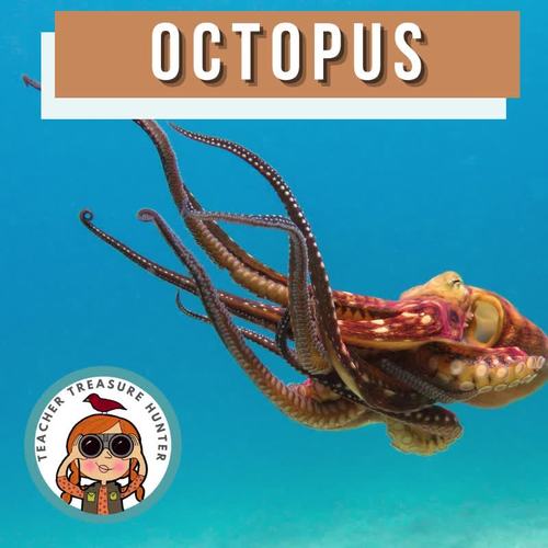 OCTOPUS Ocean Animals Research Report 1st grade second grade 3rd writing