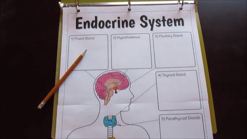 Endocrine System Foldable - Big Foldable for Interactive Notebooks or ...