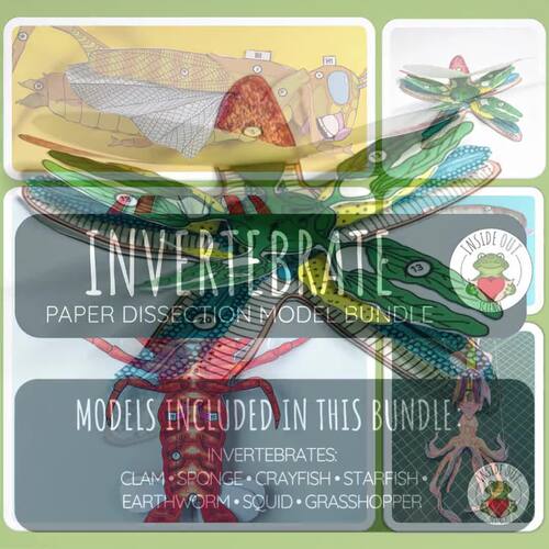 Invertebrate Animal Dissection Zoology | Biology 3-D Paper Model Bundle