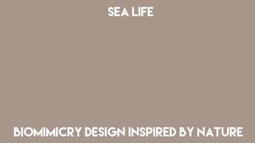 Engaging Sea Life Activities | Inspiring Creative Biomimicry Design ...