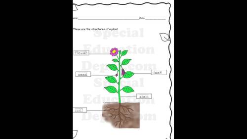 Life Science- Parts of a Plant Power Point and Matching Worksheets ASOL ...