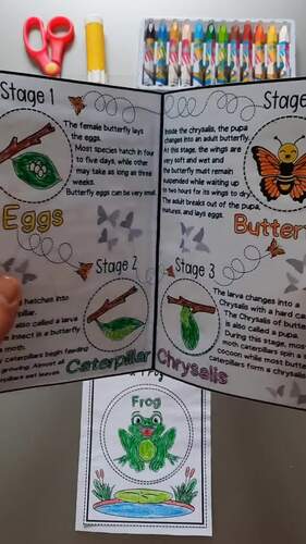 Life Cycle of a Butterfly,Bee and Frog Craft Bundle Spring Science ...