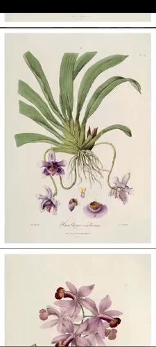 Botanical posters for the classroom | Printable by The Designer English ...