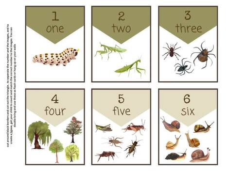 Minibeast Activity Pack, Early Years Insect Worksheets, Flashcard basket
