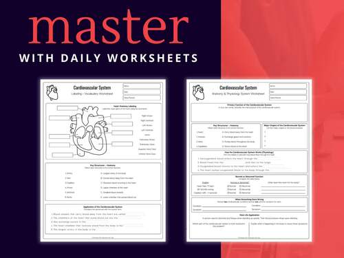 Cardiovascular System Worksheets + Key | Anatomy & Physiology | Mini-Series