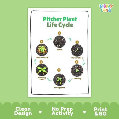 Pitcher Plant Life Cycle Activity | Carnivorous Plant Botany Science ...