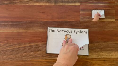Nervous System Mini Reader Set Human Body Nervous System Books | TPT