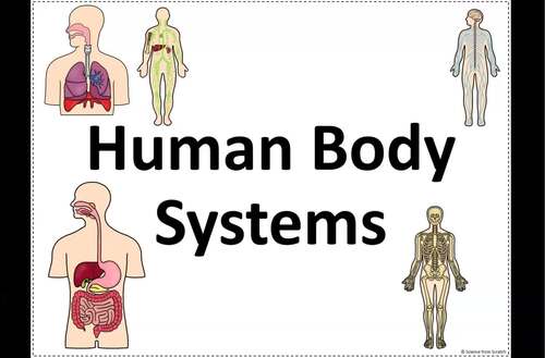 Human Organ Systems Activity & Doodle Notes by Science from Scratch