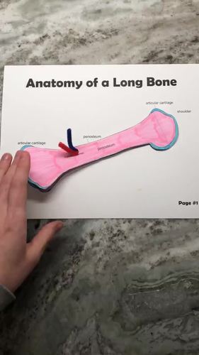 Build-A-Bone: Anatomy of a Long Bone Model Activity | Skeletal System