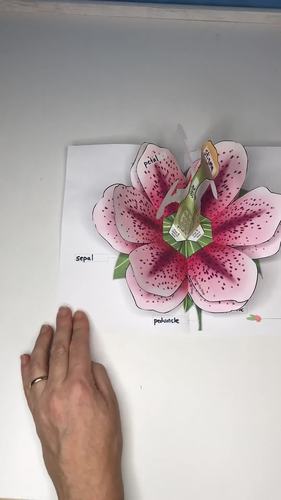 Parts of a Flower STEAM Activity Printable Life Science Card and INB or ISN