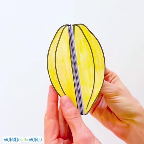 Life cycle of a cocoa bean tree sequence and fold craft activity ...