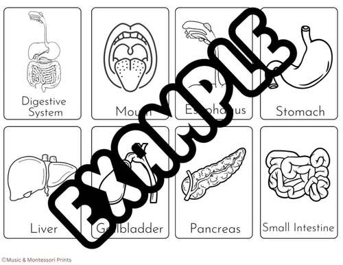 The Digestive System/Montessori 3 Part + Info Cards/Poster/Questions ...