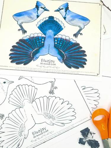 Blue Jay | 3D Paper Bird| Printable Animal Craft | Blue Jays | TPT
