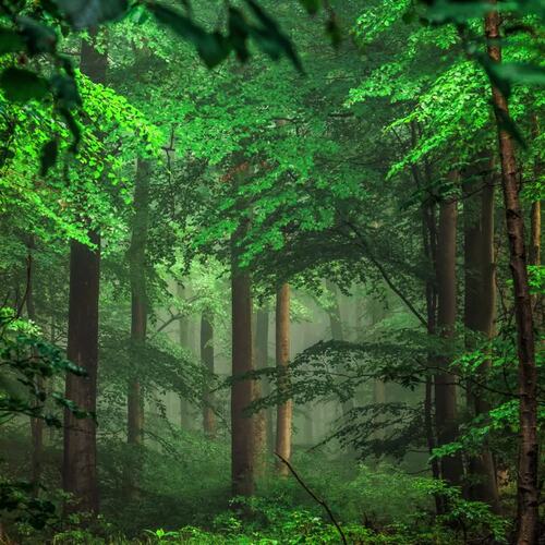 Dinosaur SWAT Activity and Alphabet Cards with Maze Game by My ...