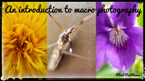 Distance learning. Video Art Lesson. Introduction to Macro Photography