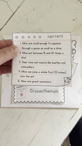 Picture book pocket: Chrysanthemum by Ms Bee's Lesson Plans | TPT