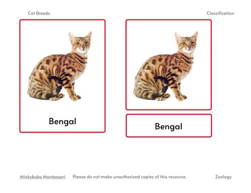 Cat Breeds 3 Part Cards Task Cards Match Identify Different Cats