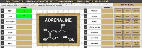 Endocrine System Medical Terminology Combining Forms and Print Activity
